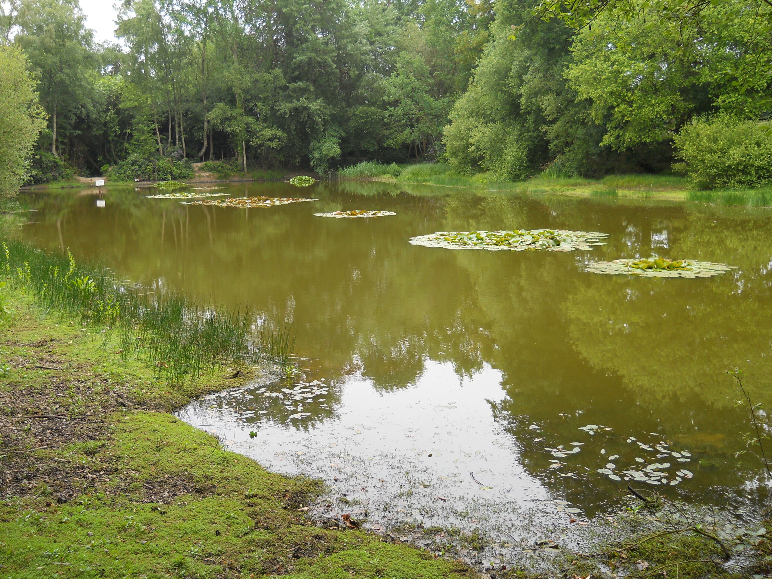 Dry Pond carp removal (How you can help) - Horsham & District Angling ...