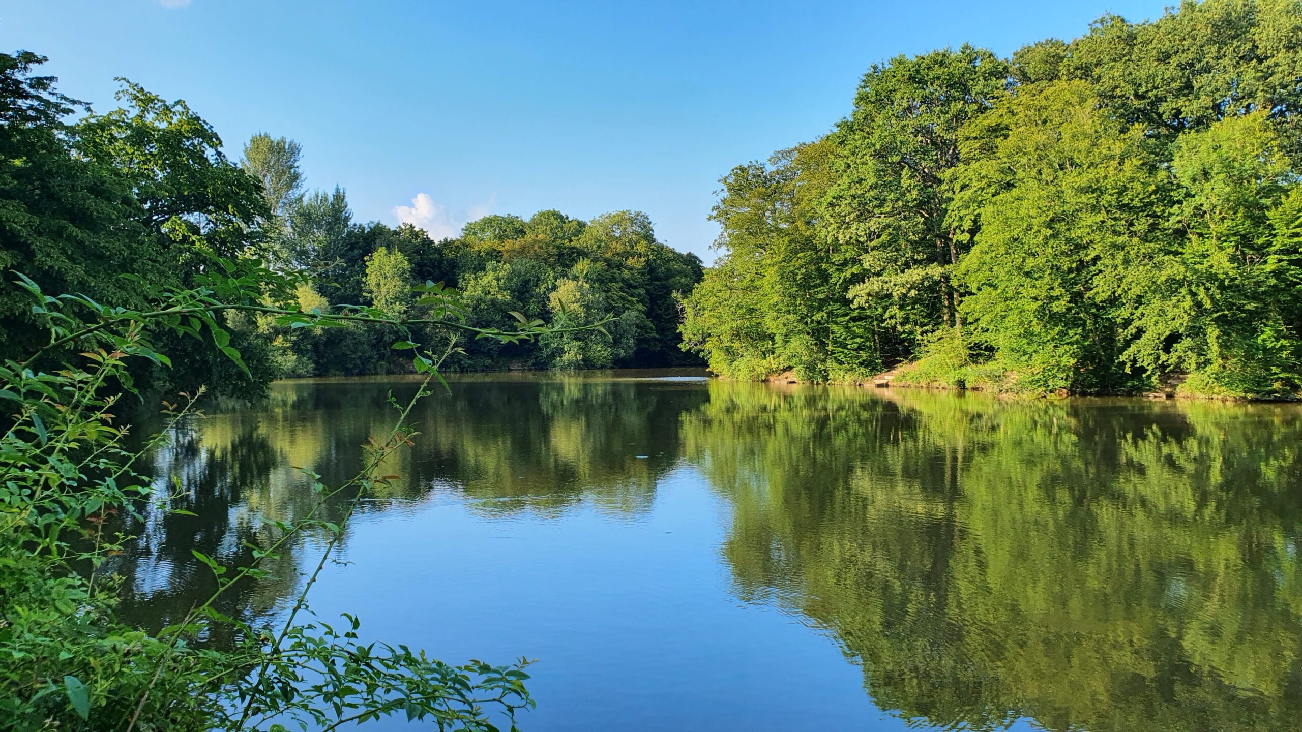 Health Check, water quality and fish survey reports for Roosthole and ...