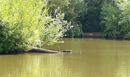 Home - Horsham & District Angling Association